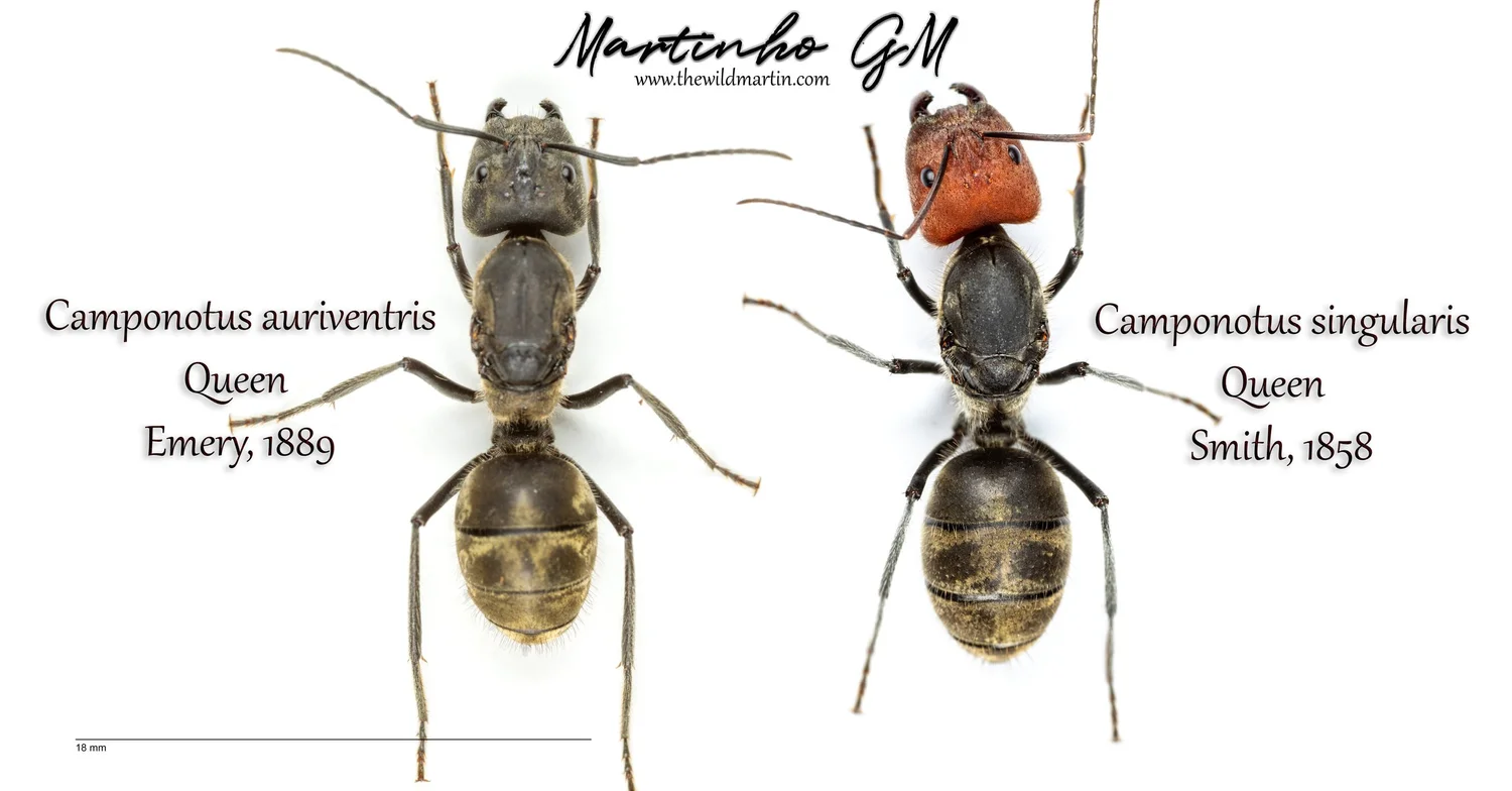 Camponotus auriventris, the Monster Head Carpenter Ant — The Wild Martin