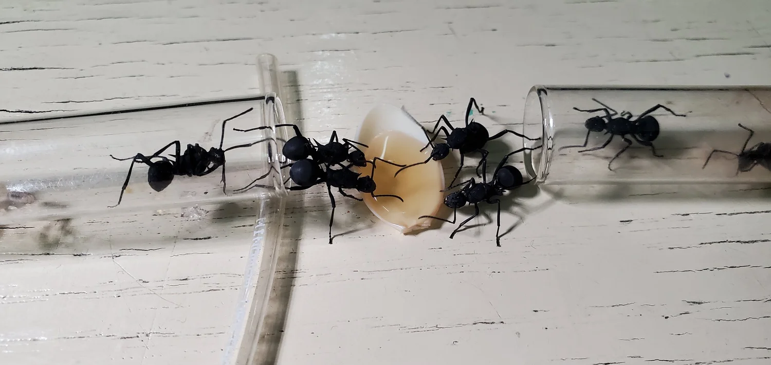Polyrhachis armata, the Armor Clad Spiny Ants — The Wild Martin