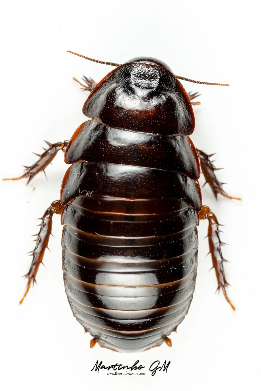 Welcome! Giant Burrowing Roach, Macropanesthia rhinoceros — The Wild Martin