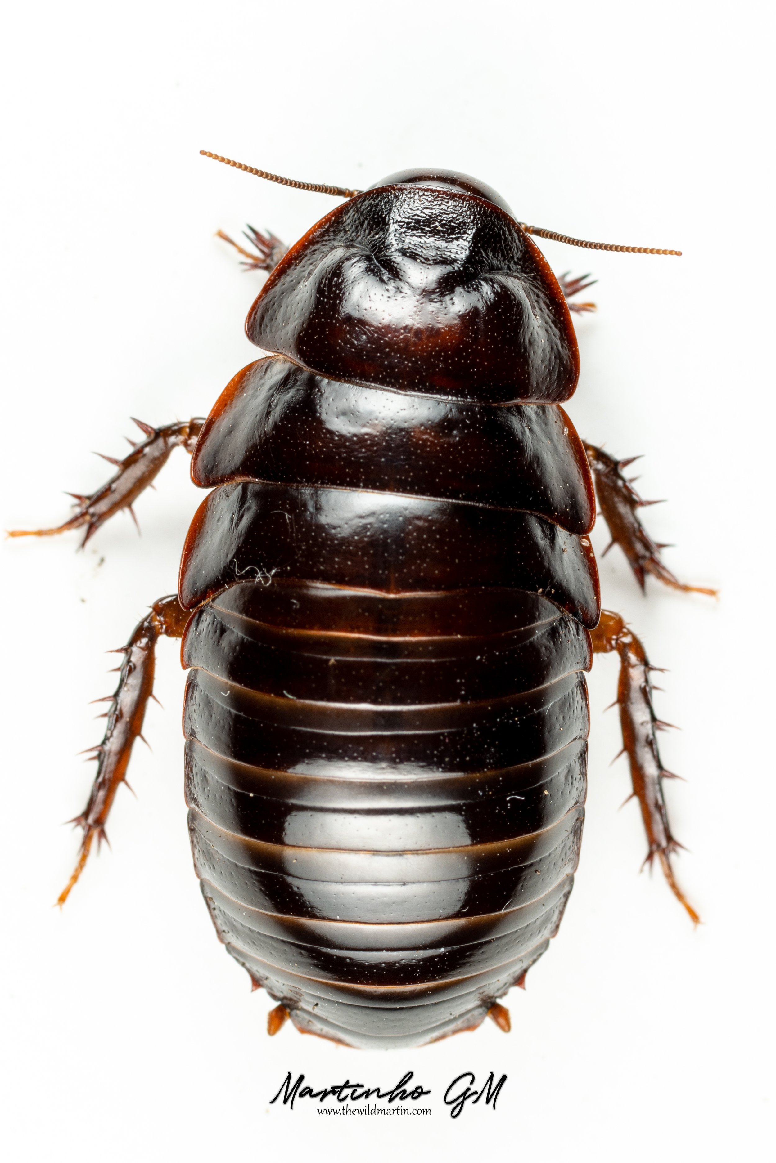 Welcome! Giant Burrowing Roach, Macropanesthia rhinoceros — The Wild Martin