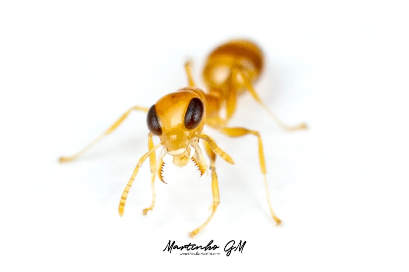 The Amber Javelin Ants — The Wild Martin
