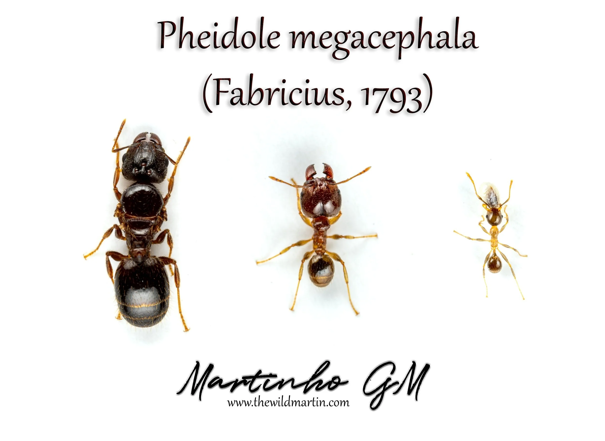 Pheidole megacephala Ecology and Care Guide — The Wild Martin