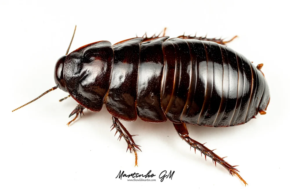 Welcome! Giant Burrowing Roach, Macropanesthia rhinoceros — The Wild Martin