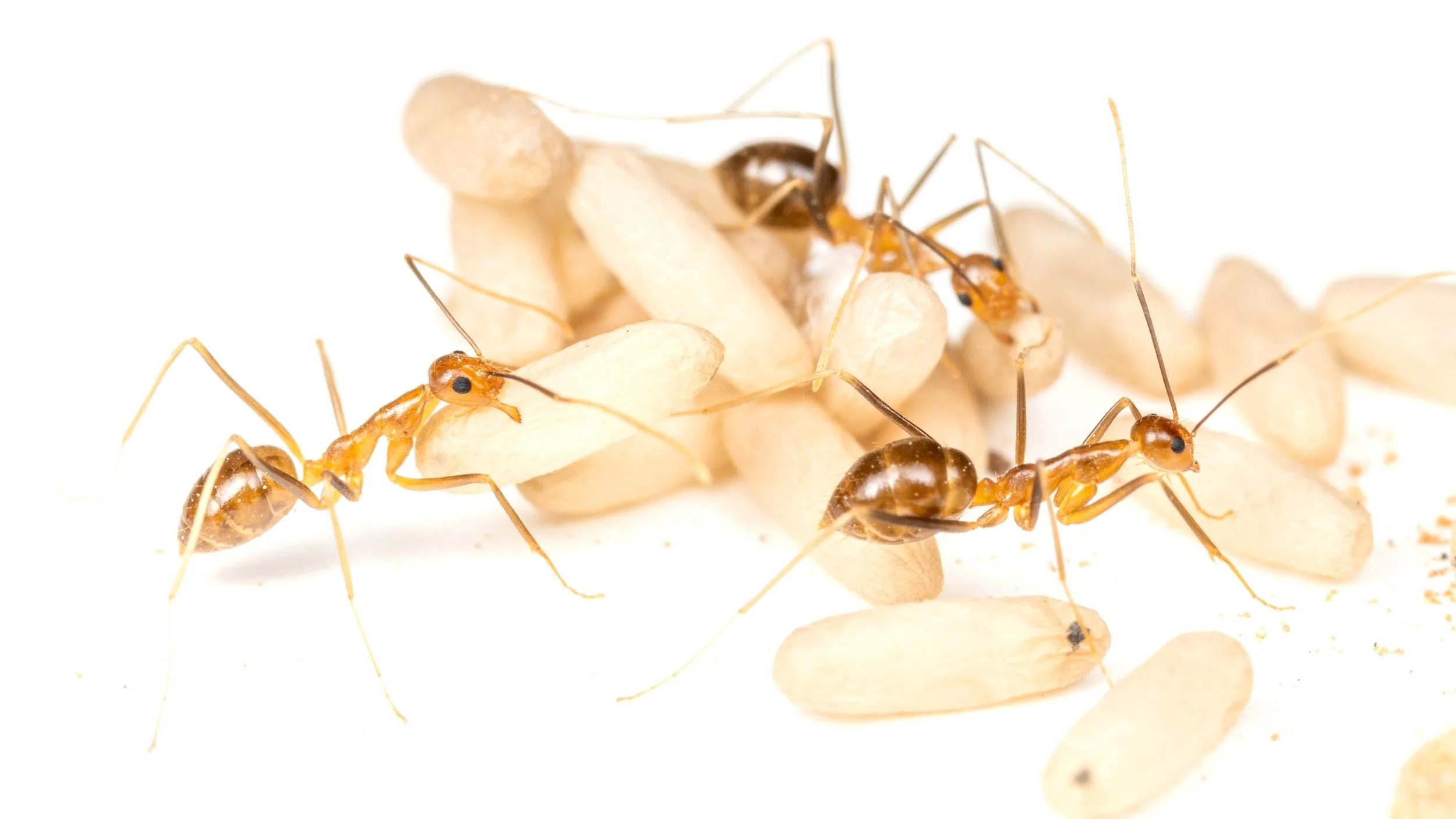 Yellow Crazy Ants - Care Guide and Ecology — The Wild Martin