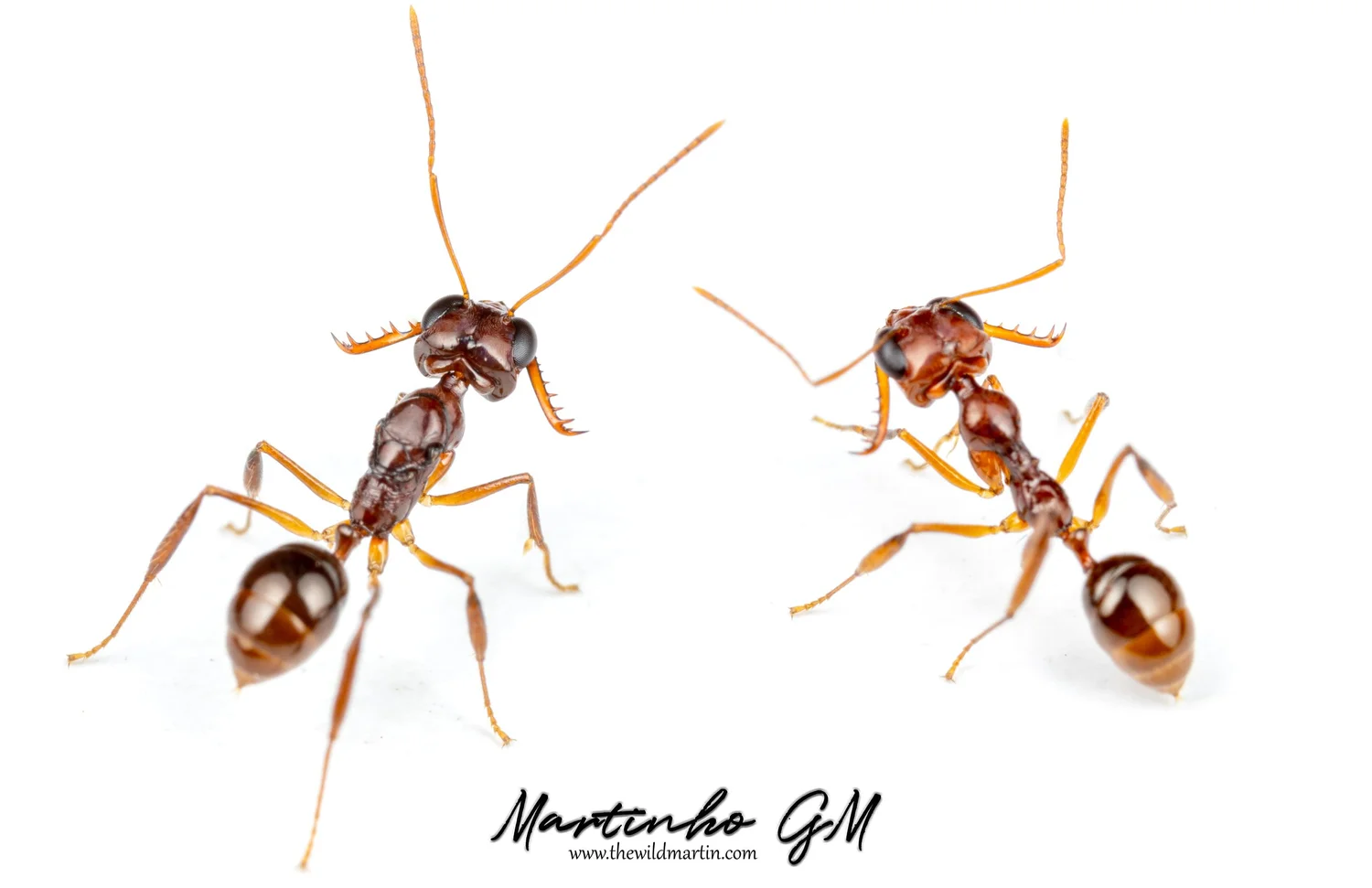 Myrmoteras, the Monstrous Ants Ecology and Care Guide — The Wild Martin