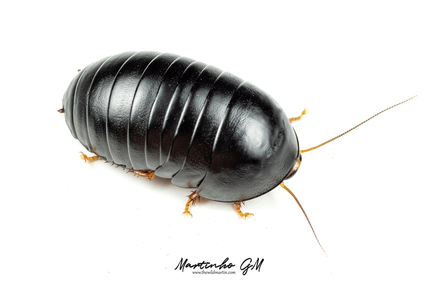 Perisphaerus and Pseudoglomeris, Care Guide and Ecology — The Wild Martin