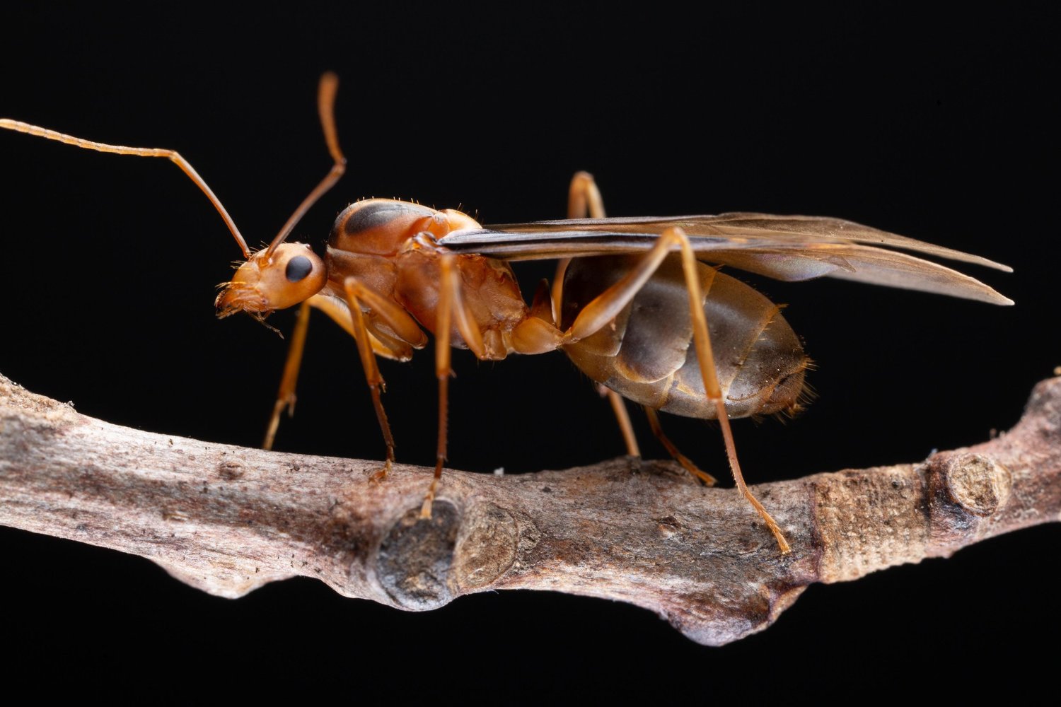 Yellow Crazy Ants - Care Guide and Ecology — The Wild Martin