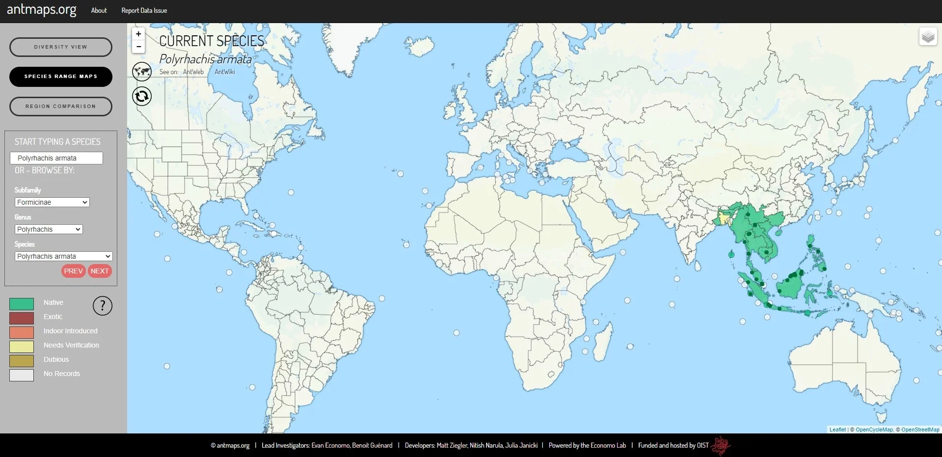 Polyrhachis armata, the Armor Clad Spiny Ants — The Wild Martin