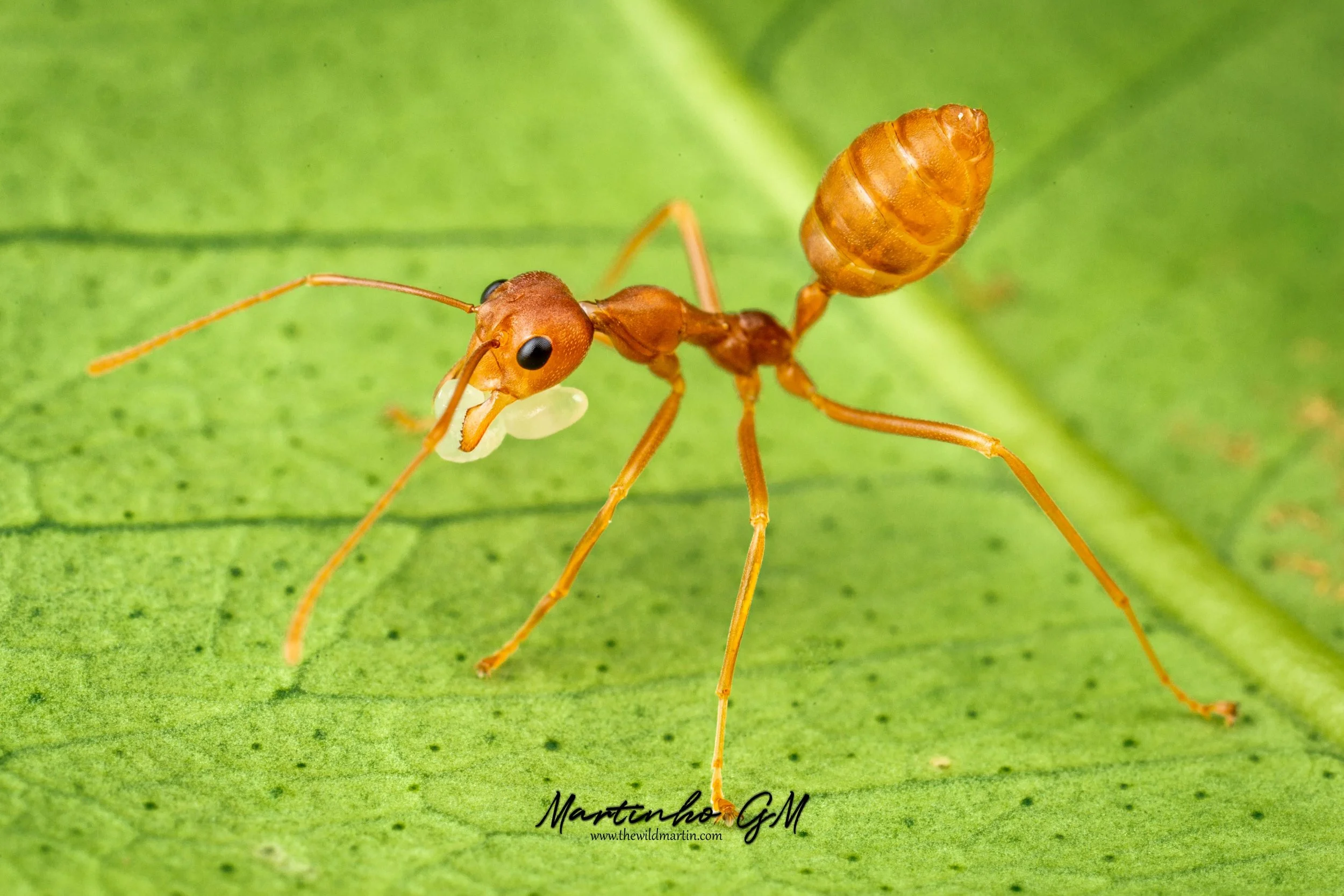Oecophylla smaragdina, Asian Weaver Ants. Ecology and Care Guide — The ...