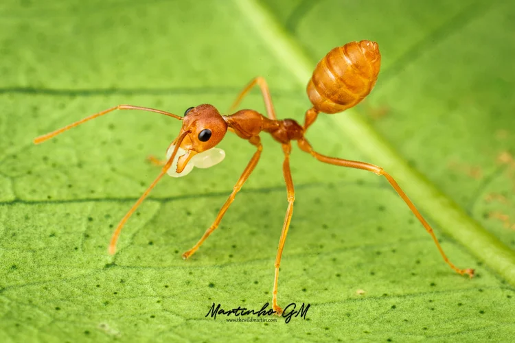 Oecophylla smaragdina, Asian Weaver Ants. Ecology and Care Guide — The ...
