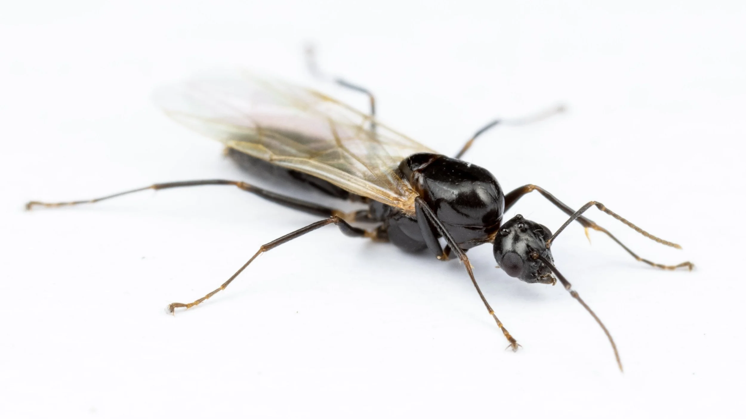 Camponotus lighti, the Eastern False Cork-head Ants — The Wild Martin