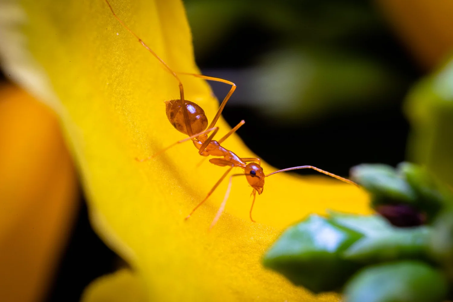 Yellow Crazy Ants - Care Guide and Ecology — The Wild Martin
