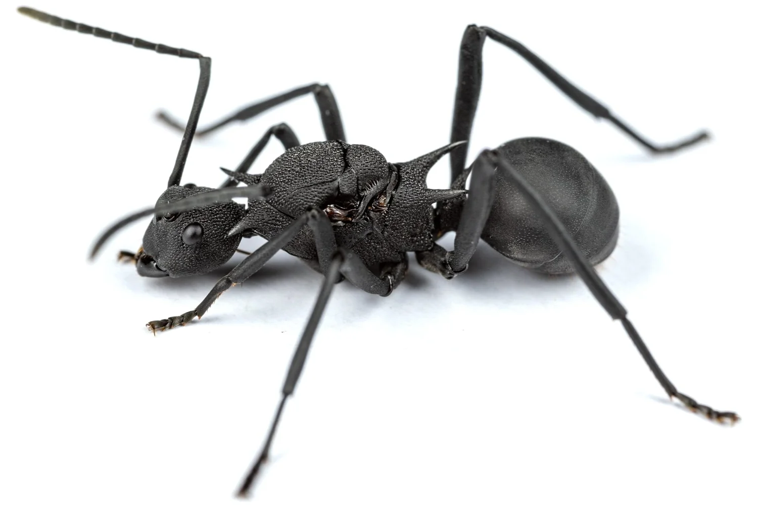 Polyrhachis armata, the Armor Clad Spiny Ants — The Wild Martin