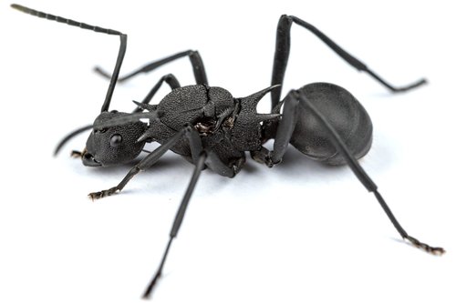 Polyrhachis armata, the Armor Clad Spiny Ants — The Wild Martin