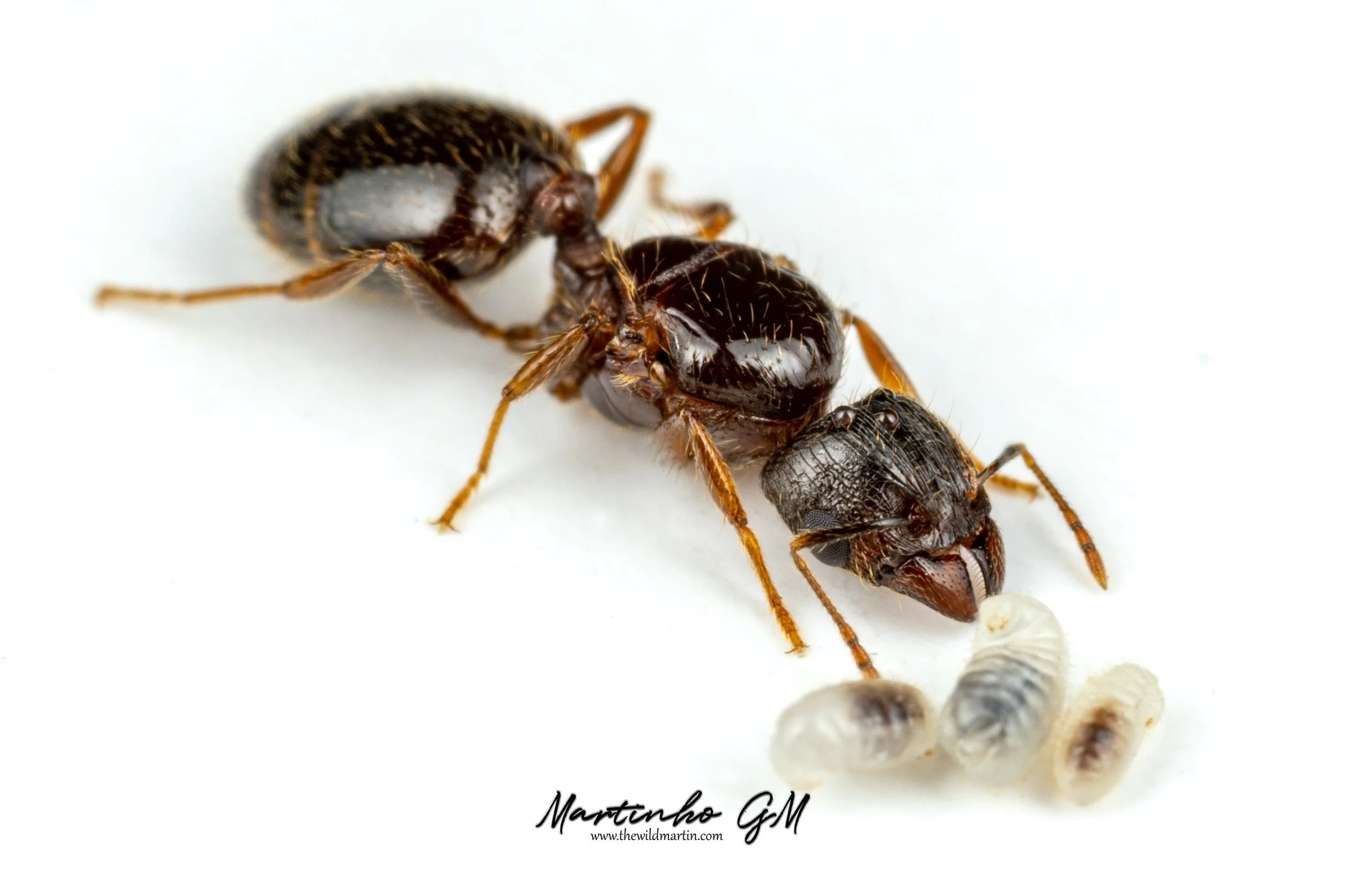 Pheidole megacephala Ecology and Care Guide — The Wild Martin
