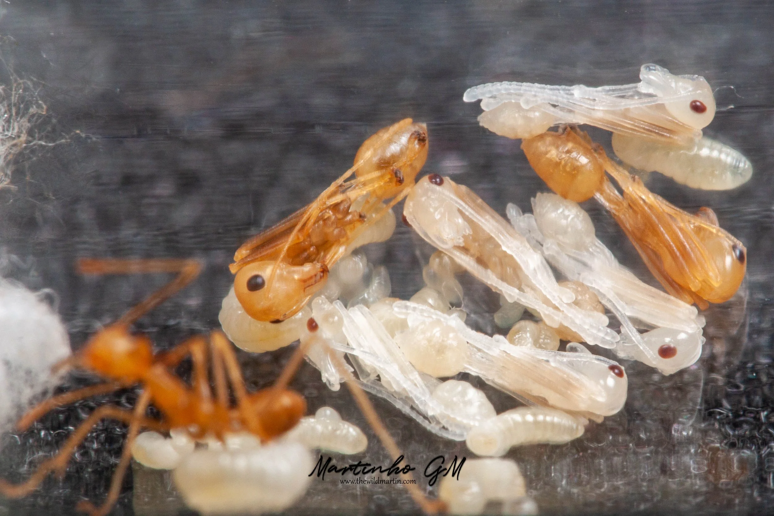 Oecophylla smaragdina, Asian Weaver Ants. Ecology and Care Guide — The ...