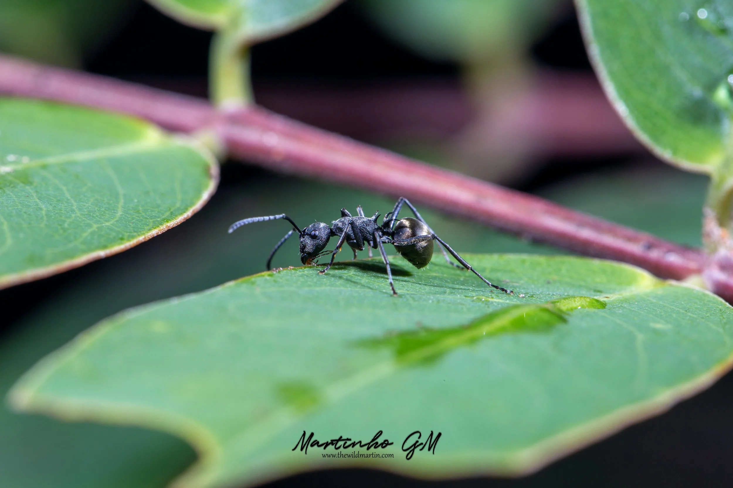 Polyrhachis — The Wild Martin
