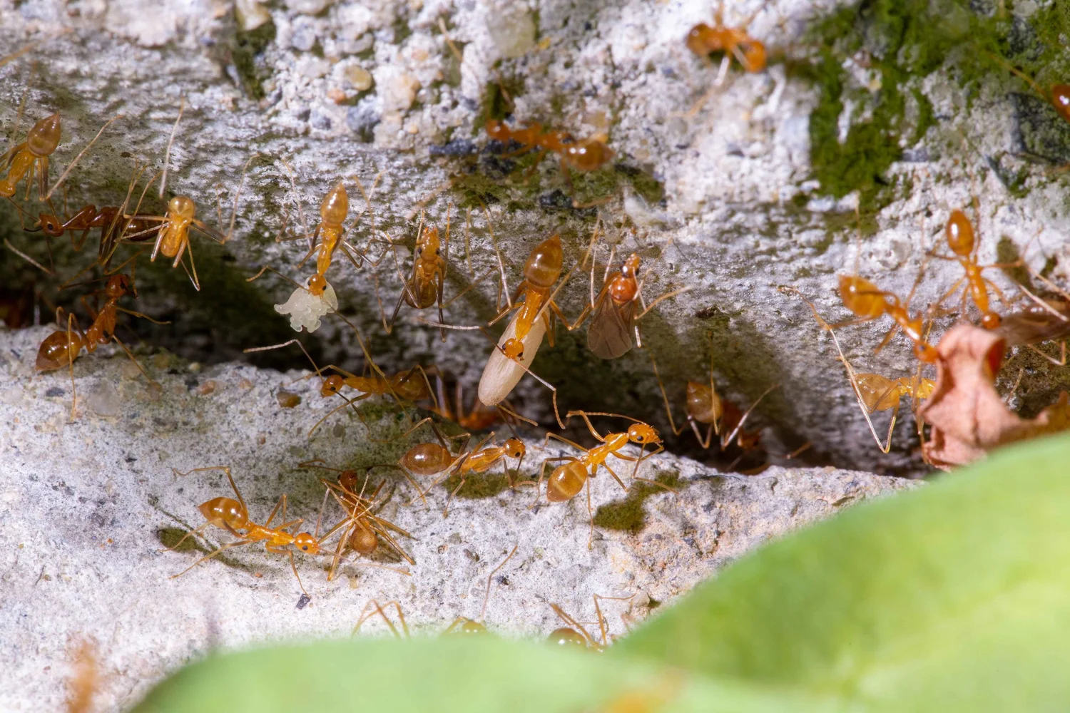 Yellow Crazy Ants - Care Guide and Ecology — The Wild Martin