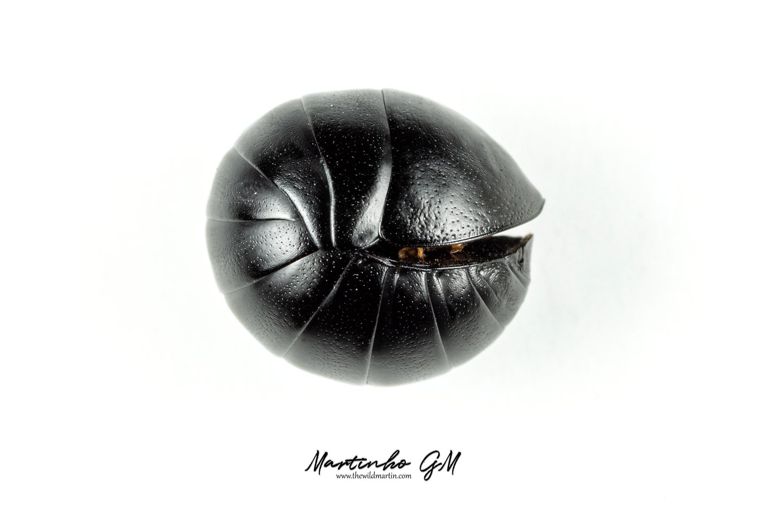 Perisphaerus and Pseudoglomeris, Care Guide and Ecology — The Wild Martin