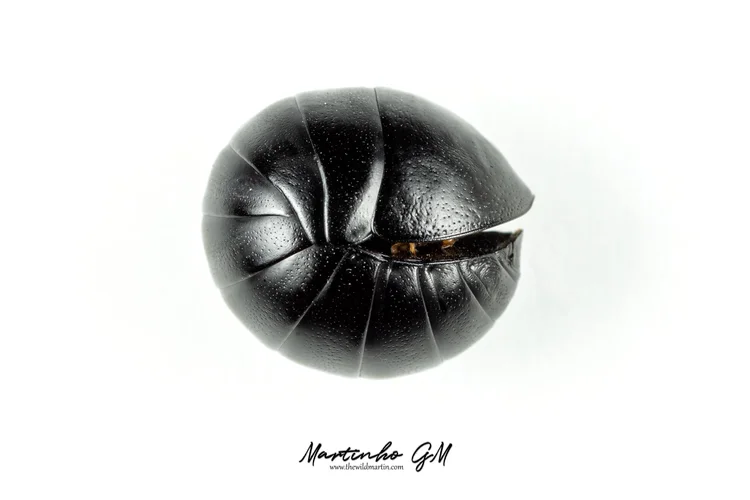 Perisphaerus and Pseudoglomeris, Care Guide and Ecology — The Wild Martin