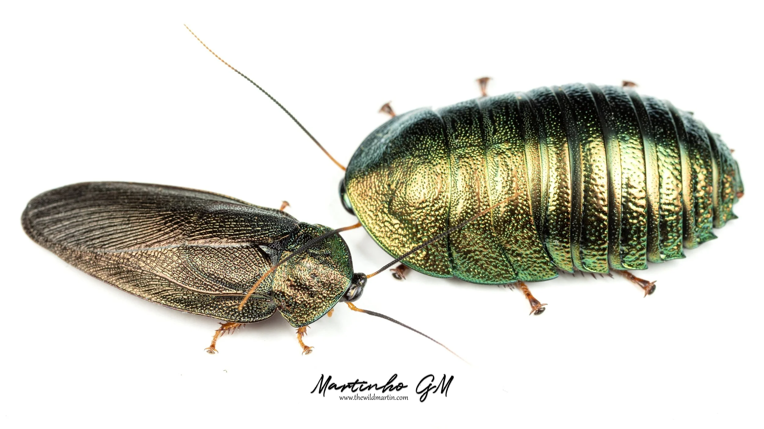 Perisphaerus and Pseudoglomeris, Care Guide and Ecology — The Wild Martin