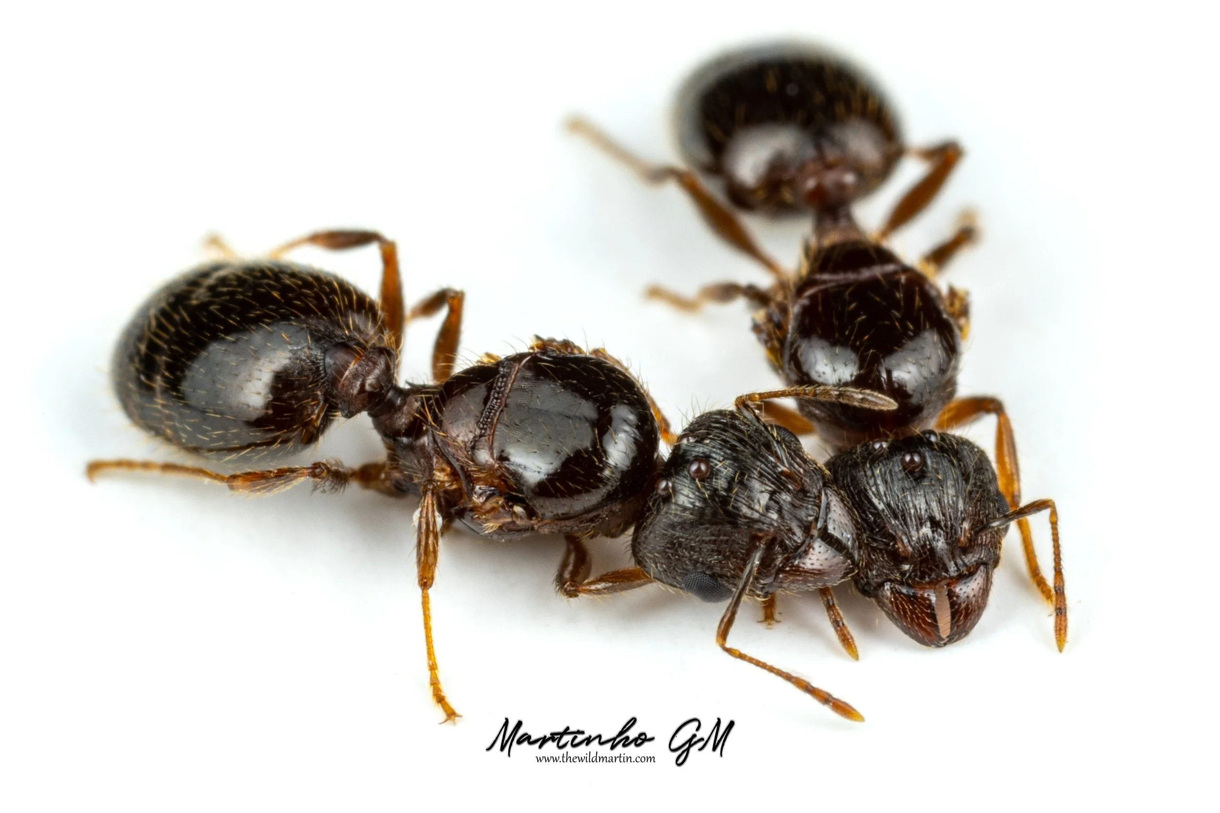 Pheidole megacephala Ecology and Care Guide — The Wild Martin