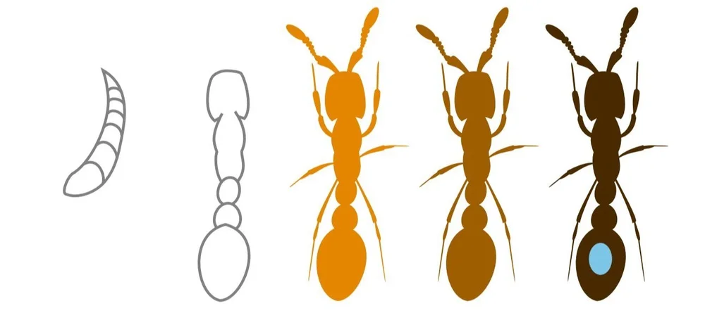 Ooceraea biroi - Clonal Raider Ants - Care Guide and Ecology — The Wild ...