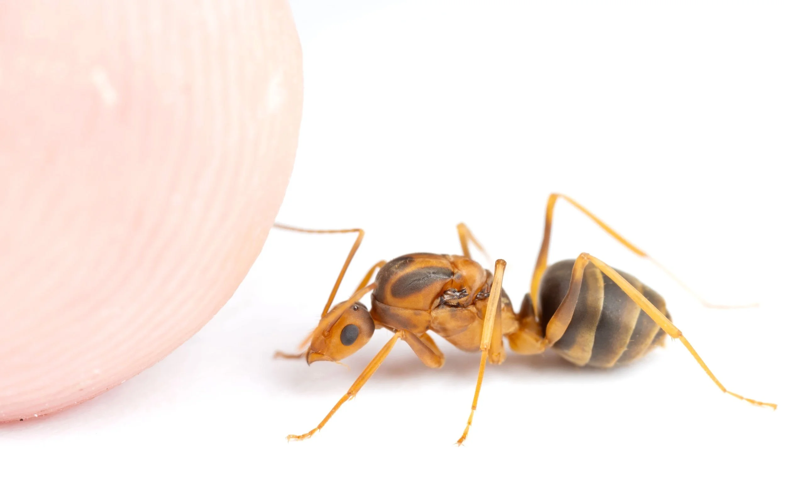 Yellow Crazy Ants - Care Guide and Ecology — The Wild Martin