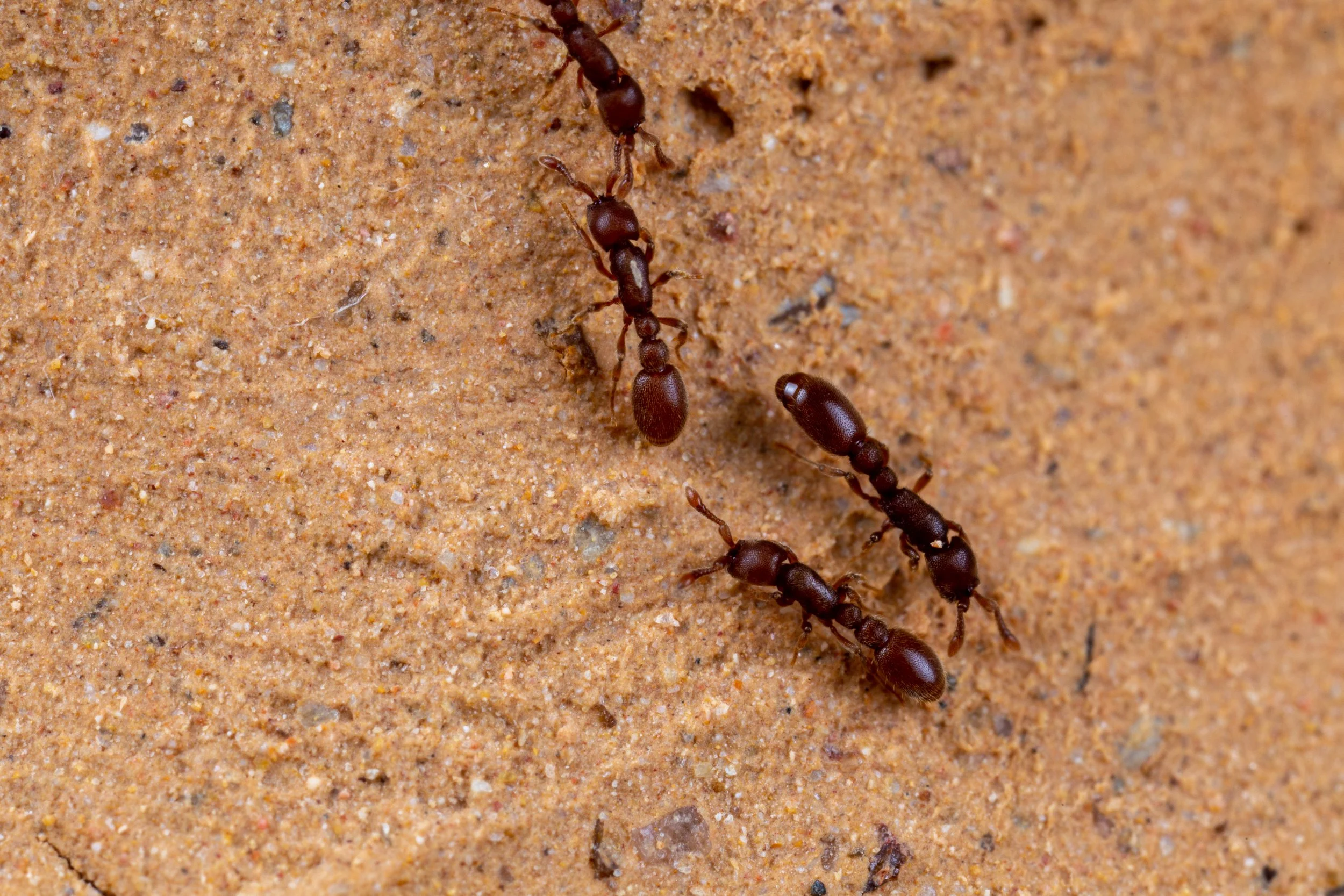 Ooceraea biroi - Clonal Raider Ants - Care Guide and Ecology — The Wild ...