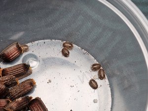 Therea petiveriana, the Domino Roach — The Wild Martin