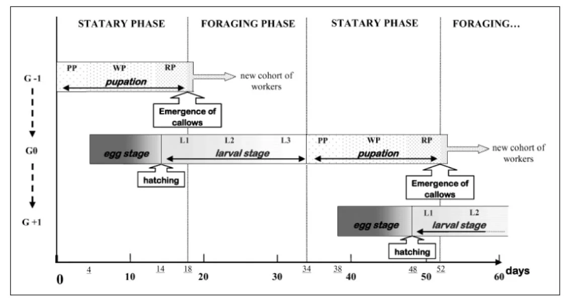 Ooceraea biroi - Clonal Raider Ants - Care Guide and Ecology — The Wild ...