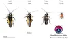 Hemithyrsocera vittata, The Gold Banded Clown Roach — The Wild Martin
