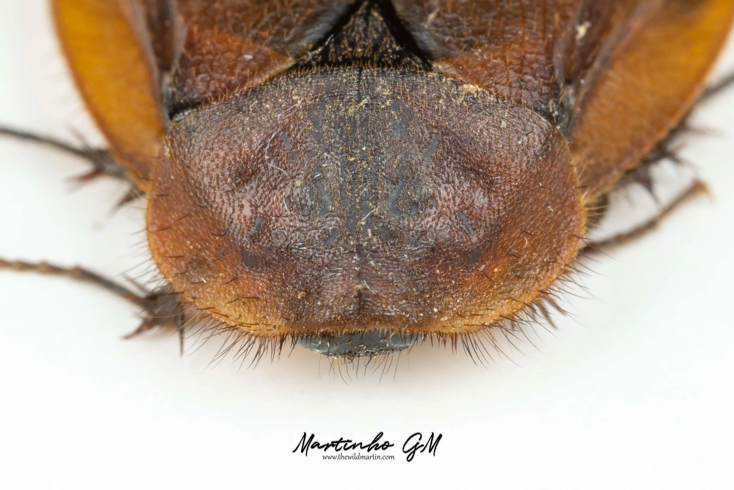 A wild Eupolyphaga species appears! — The Wild Martin