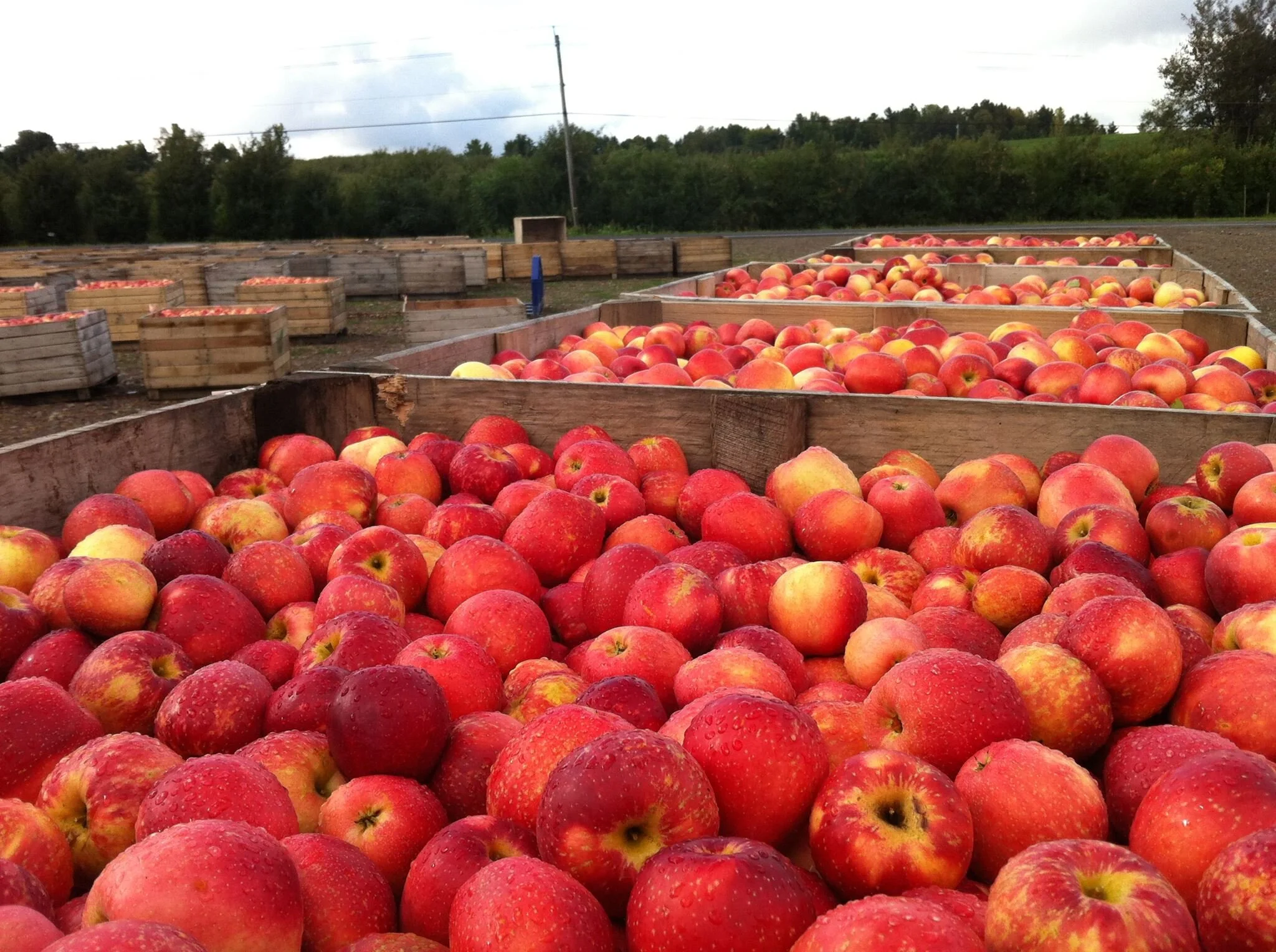 Photos — Vergers Stevenson Orchards