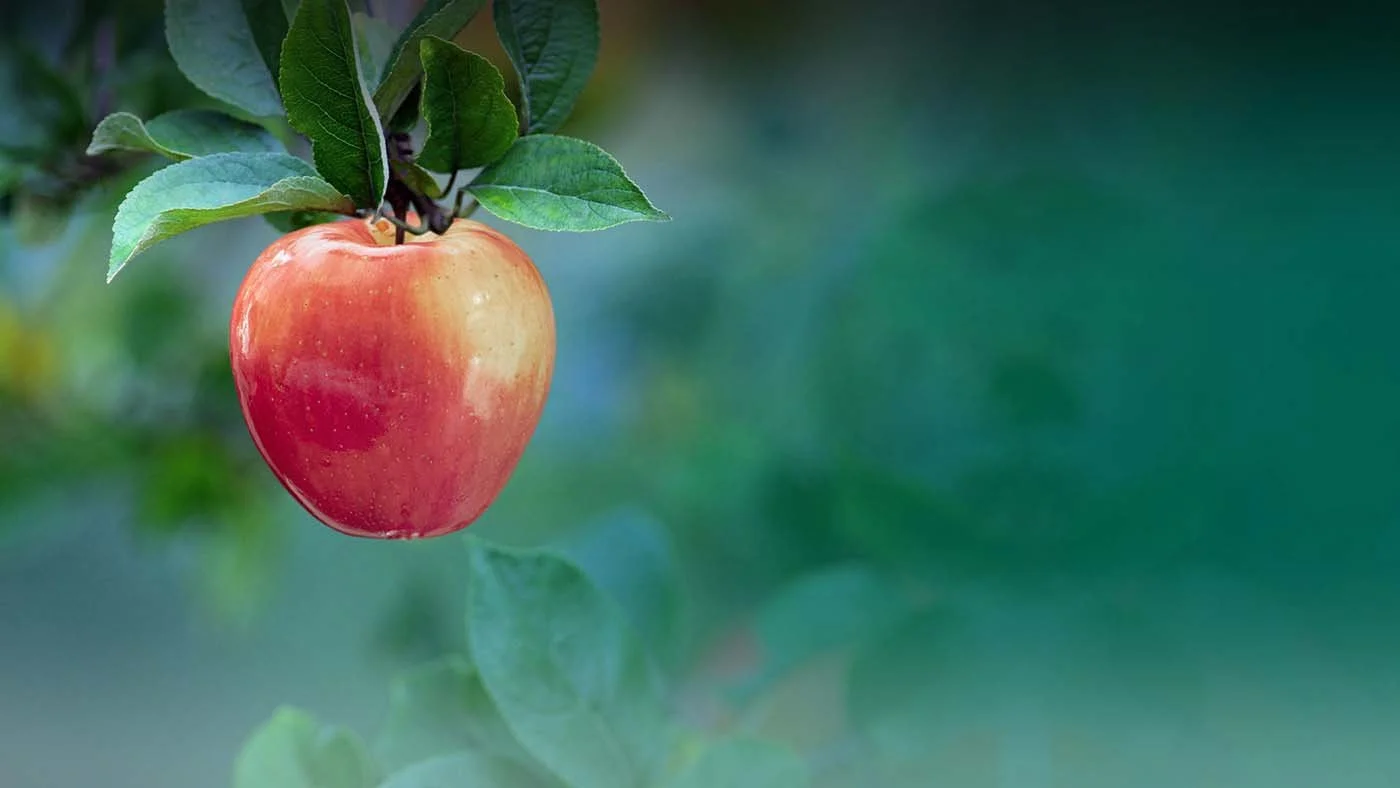 SweeTango — Vergers Stevenson Orchards