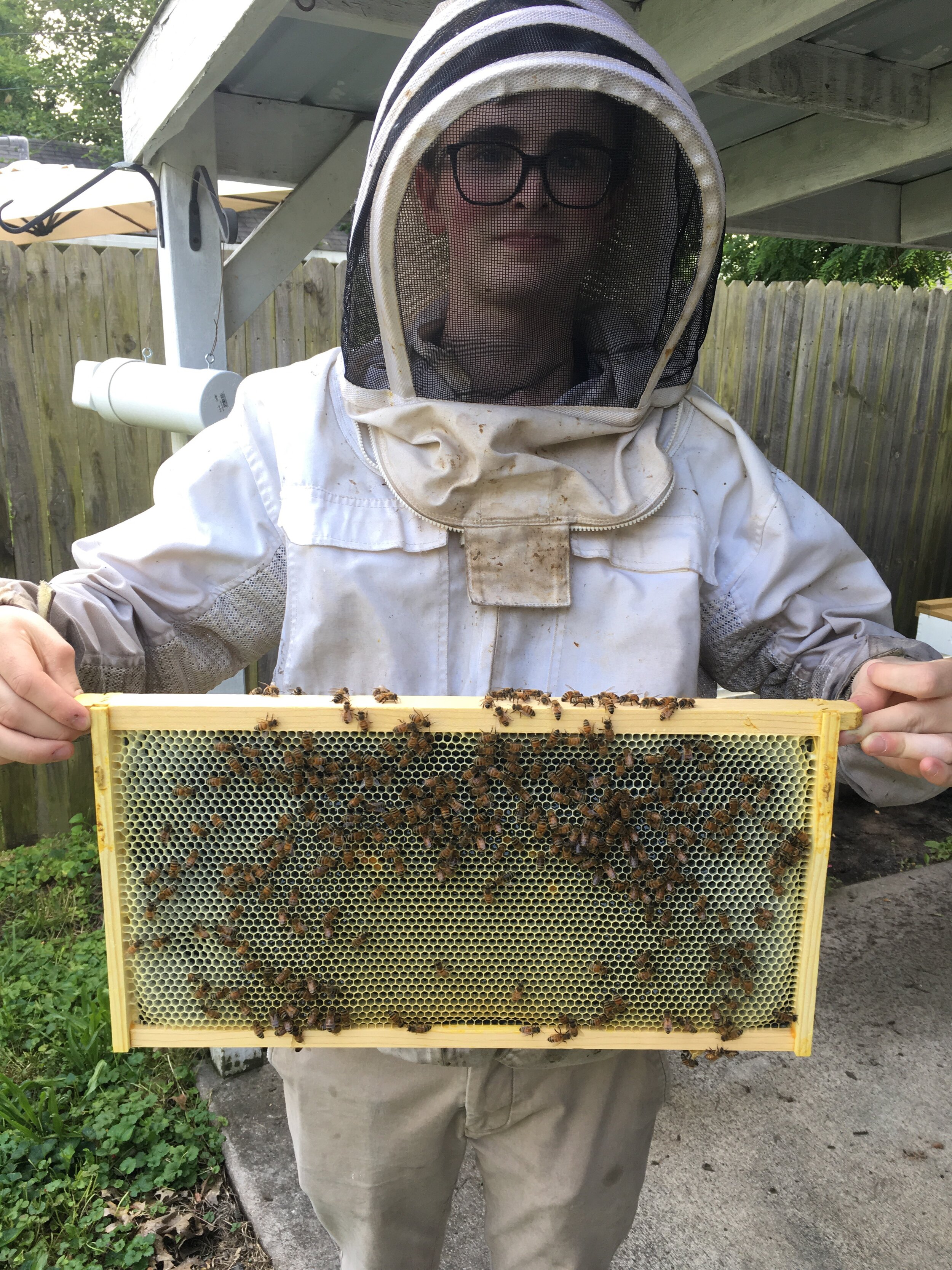Indiana Bees For Sale — Garfield Honey Co.
