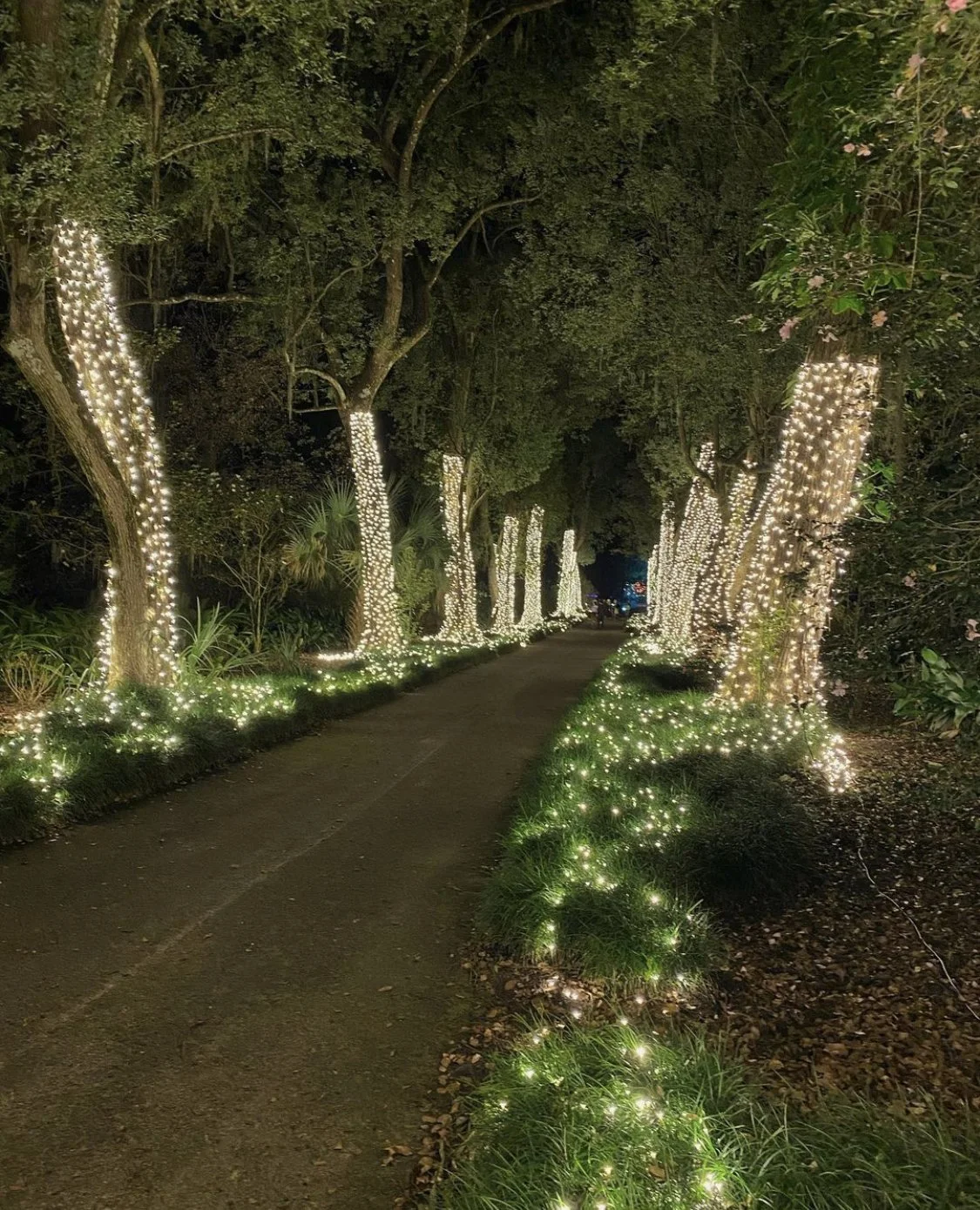 Dazzling Nights : An immersive holiday light experience