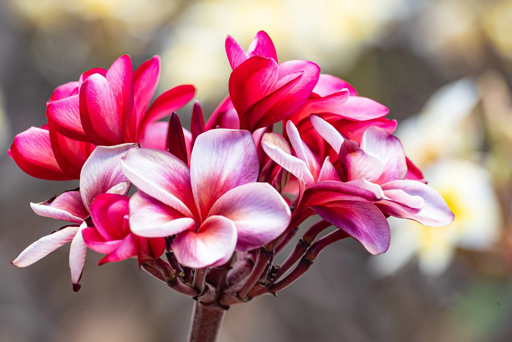 Molokai Plumerias Molokai, Hawaii - Growing Hawaii's Favorite Flower