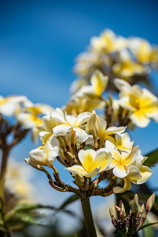 Molokai Plumerias Molokai, Hawaii - Growing Hawaii's Favorite Flower