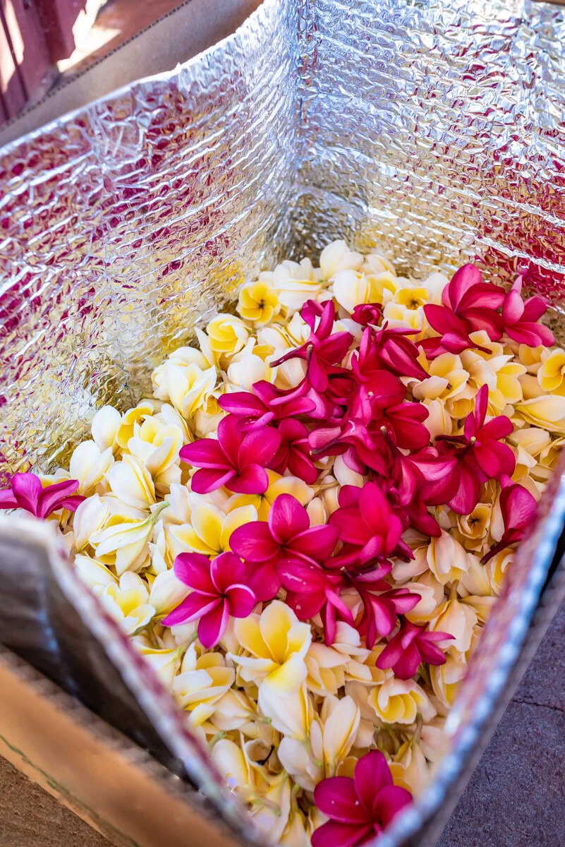 Molokai Plumerias Molokai, Hawaii - Growing Hawaii's Favorite Flower