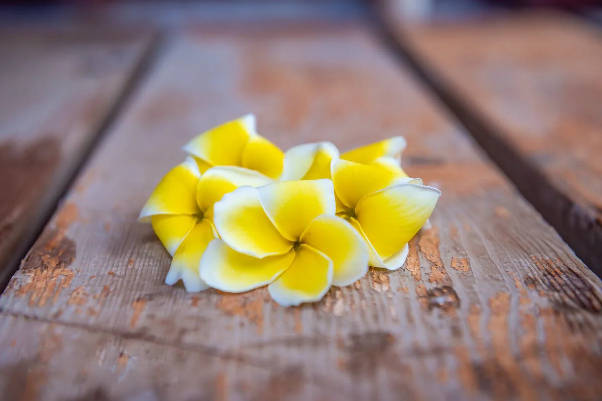 Molokai Plumerias Molokai, Hawaii - Growing Hawaii's Favorite Flower