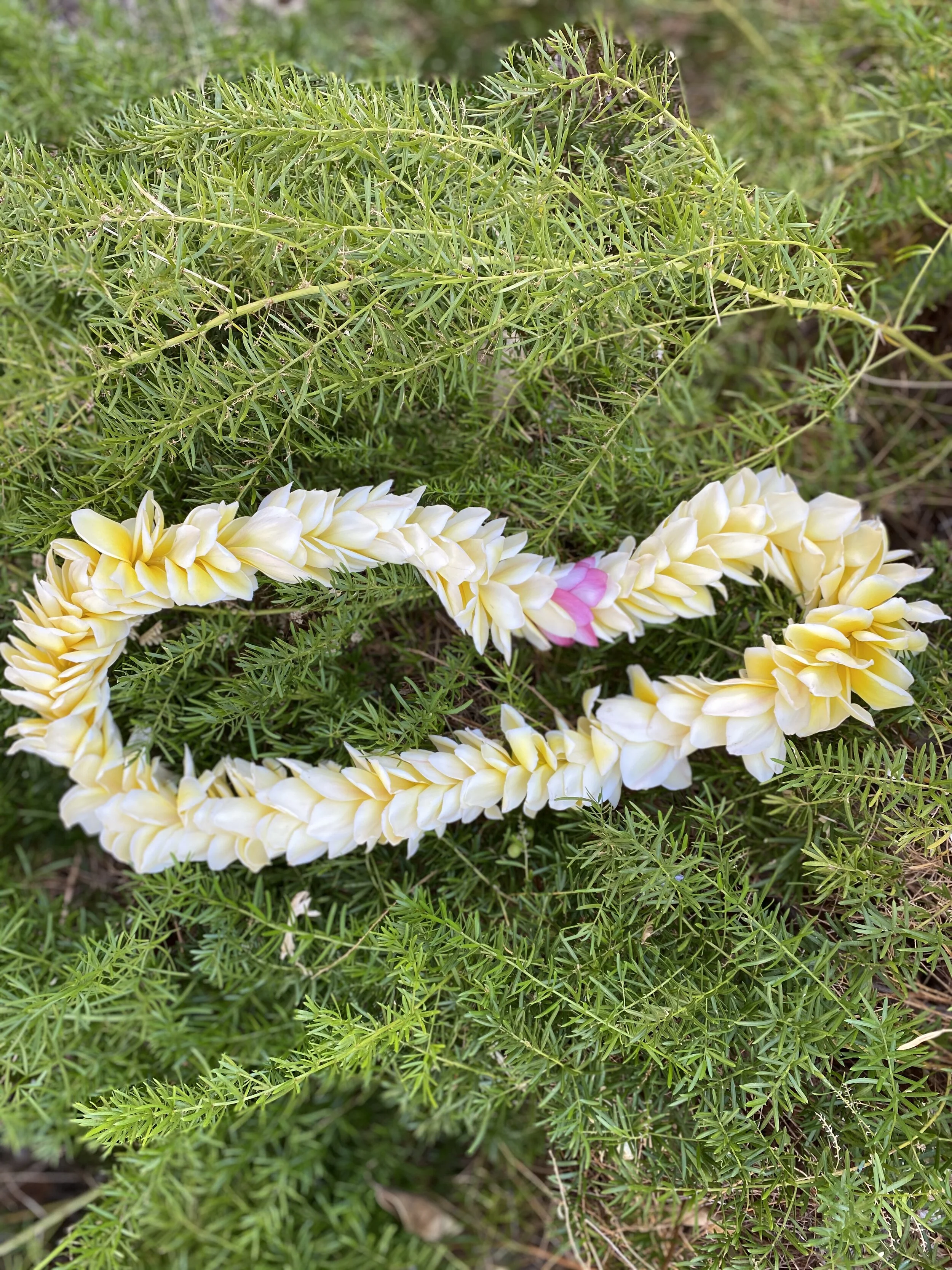 Molokai Plumerias Molokai, Hawaii - Growing Hawaii's Favorite Flower