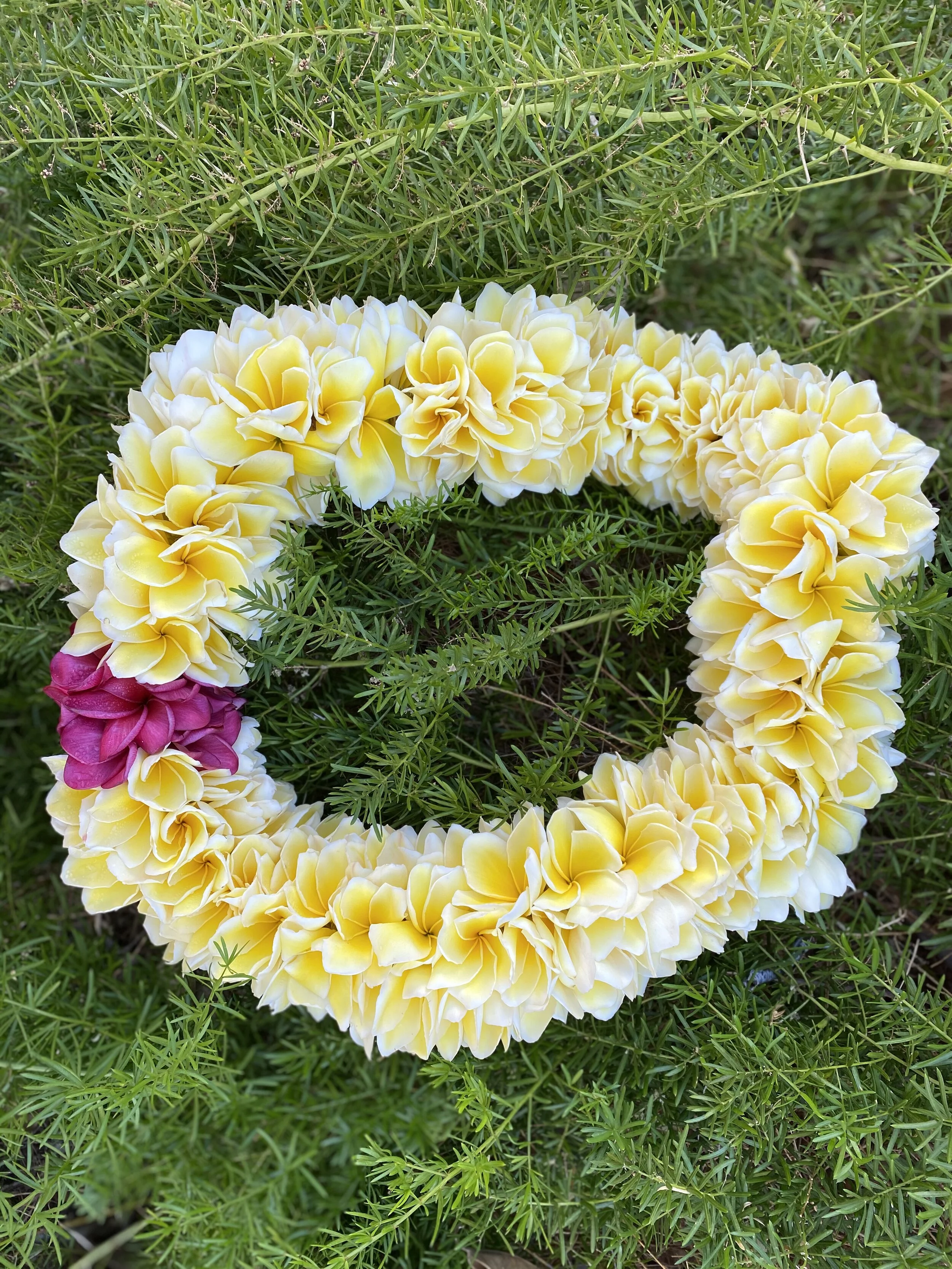 Molokai Plumerias Molokai, Hawaii - Growing Hawaii's Favorite Flower