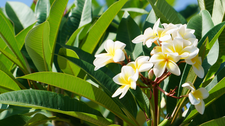 Molokai Plumerias Molokai, Hawaii - Growing Hawaii's Favorite Flower