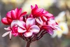 Molokai Plumerias Molokai, Hawaii - Growing Hawaii's Favorite Flower