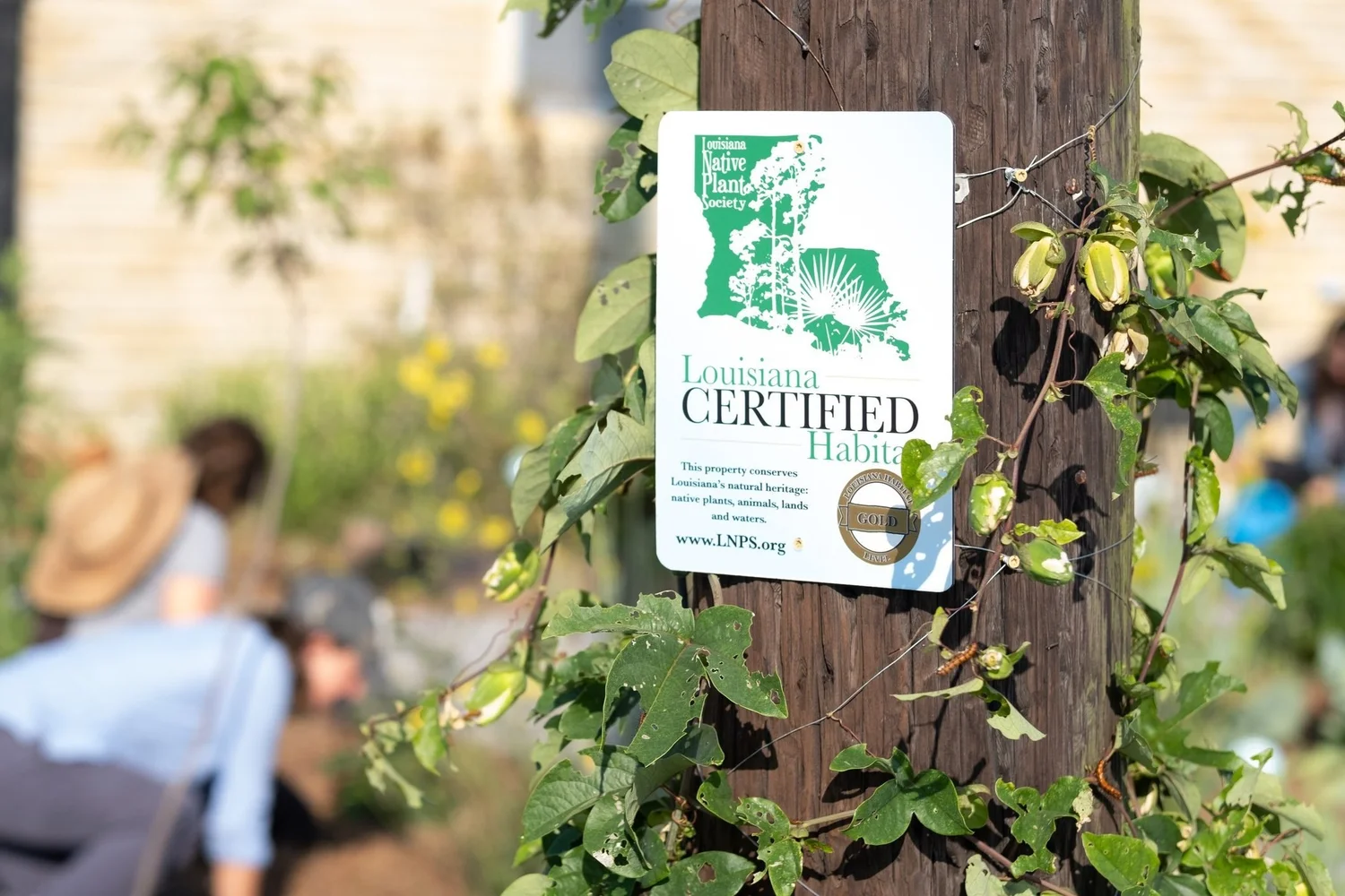 Swamp Fly Native Landscapes | Design, Install, Maintain | South Louisiana