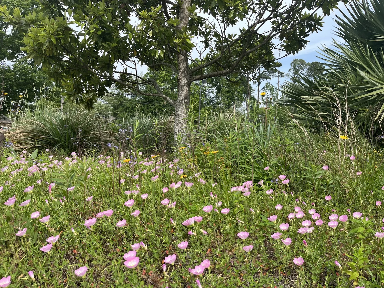 Swamp Fly Native Landscapes | Design, Install, Maintain | South Louisiana