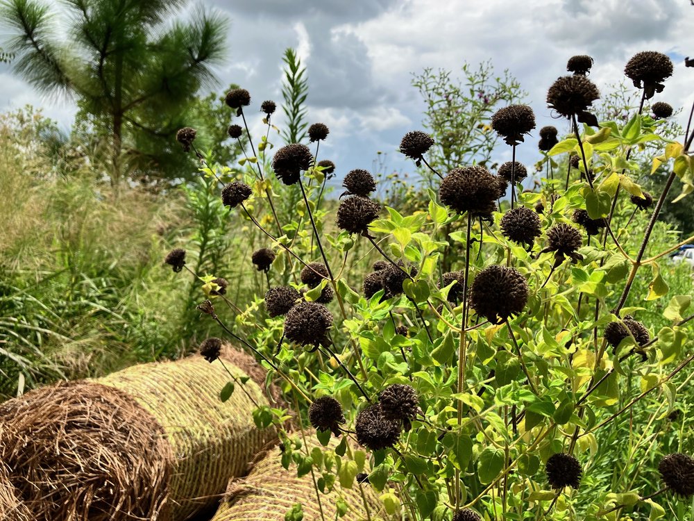 Project Gallery — Swamp Fly Native Landscapes | Design, Install ...