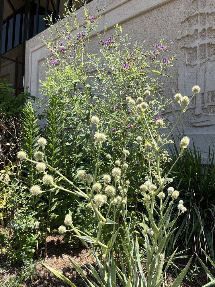 Project Gallery — Swamp Fly Native Landscapes | Design, Install ...