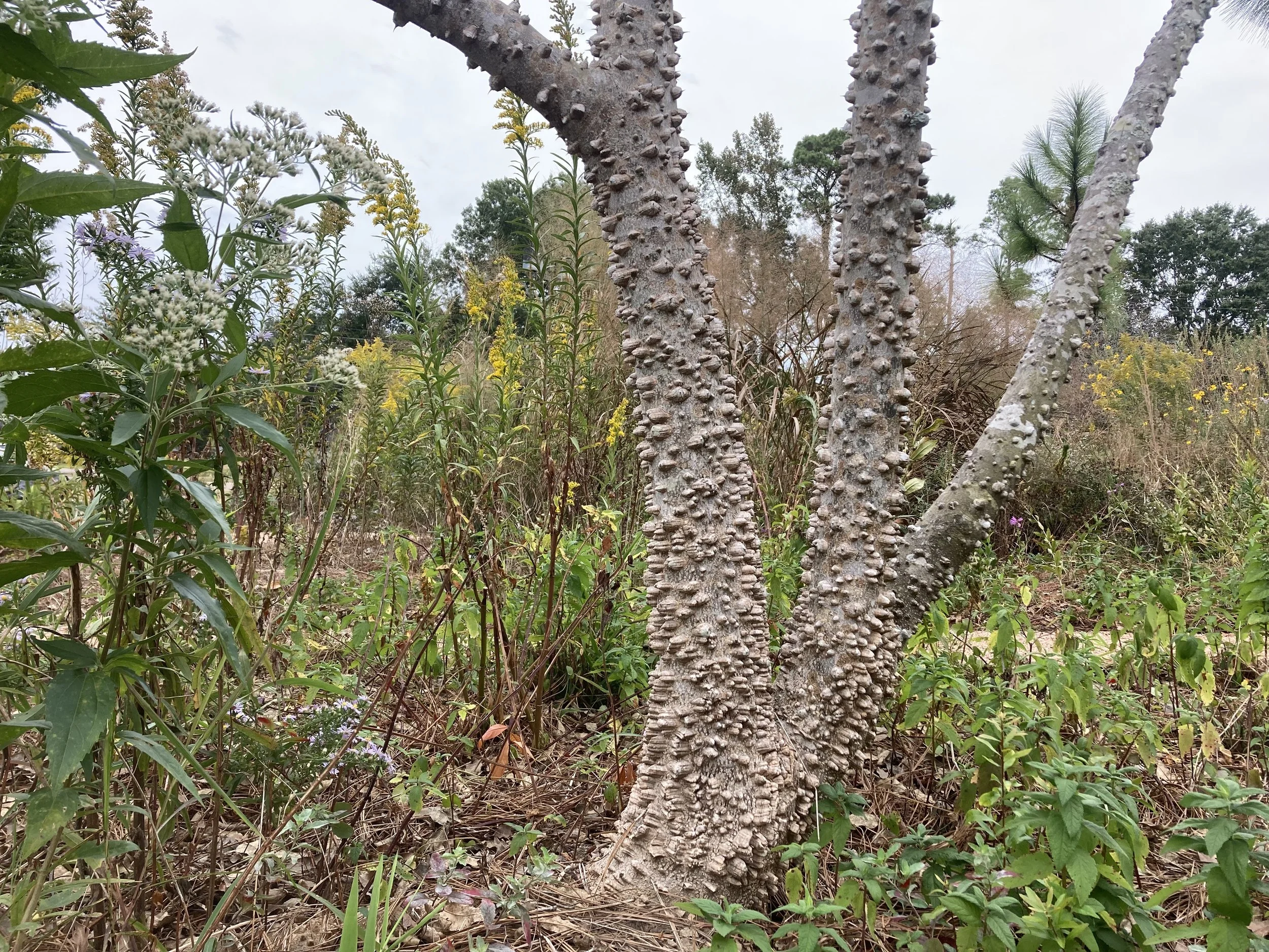 Project Gallery — Swamp Fly Native Landscapes | Design, Install ...